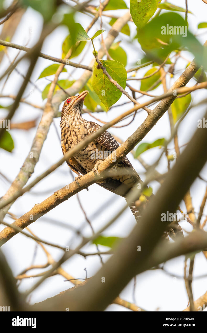 Female Asian Koel perching on Bo tree Stock Photo - Alamy