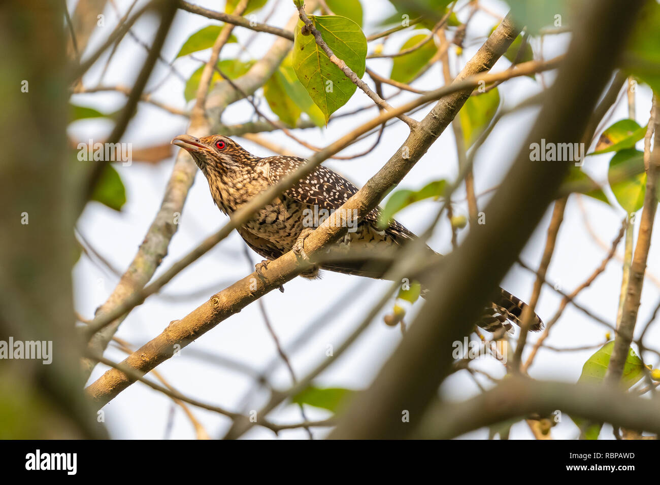 Female Asian Koel perching on Bo tree Stock Photo - Alamy