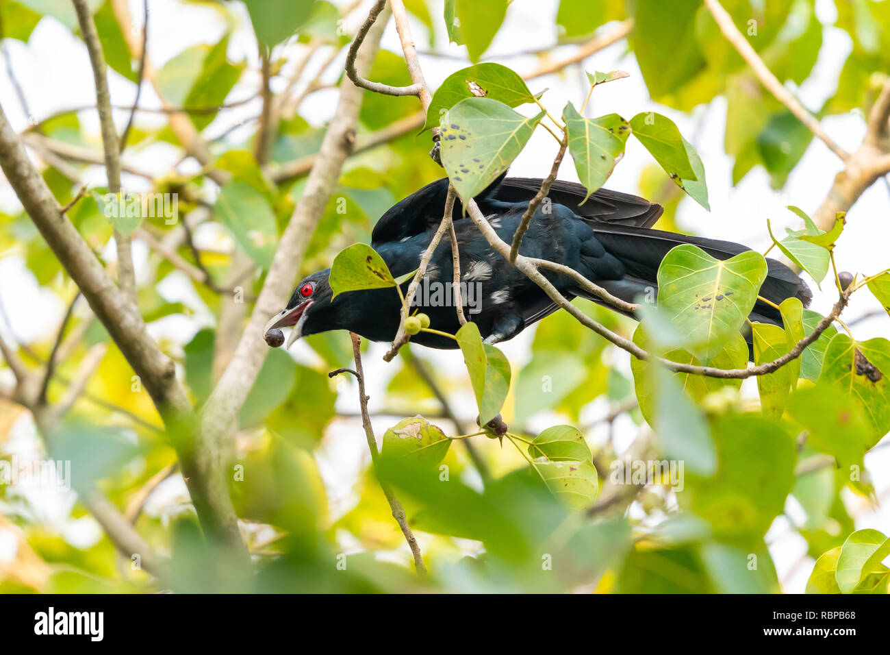 Bodhi tree fruit hi-res stock photography and images - Alamy