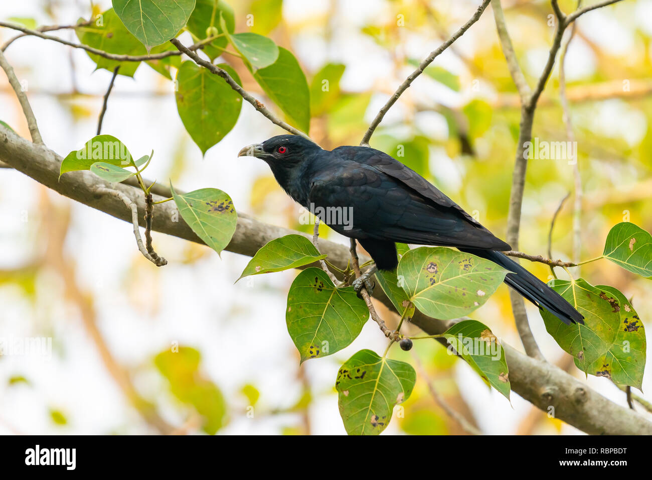 Black koel hi-res stock photography and images - Alamy
