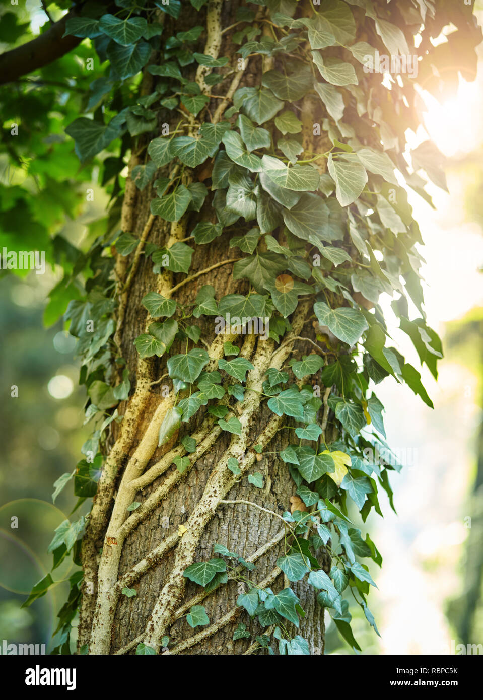 Creeper fence hi-res stock photography and images - Alamy
