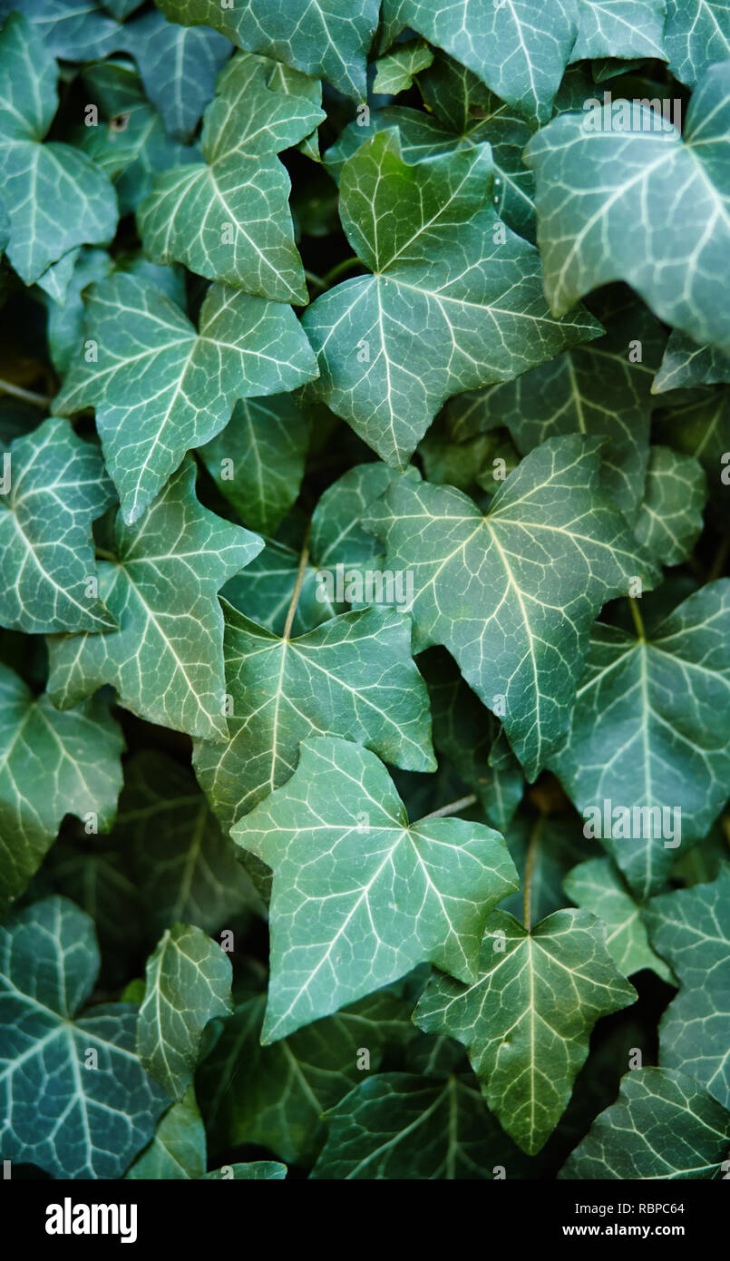 Ivy close hi-res stock photography and images - Alamy