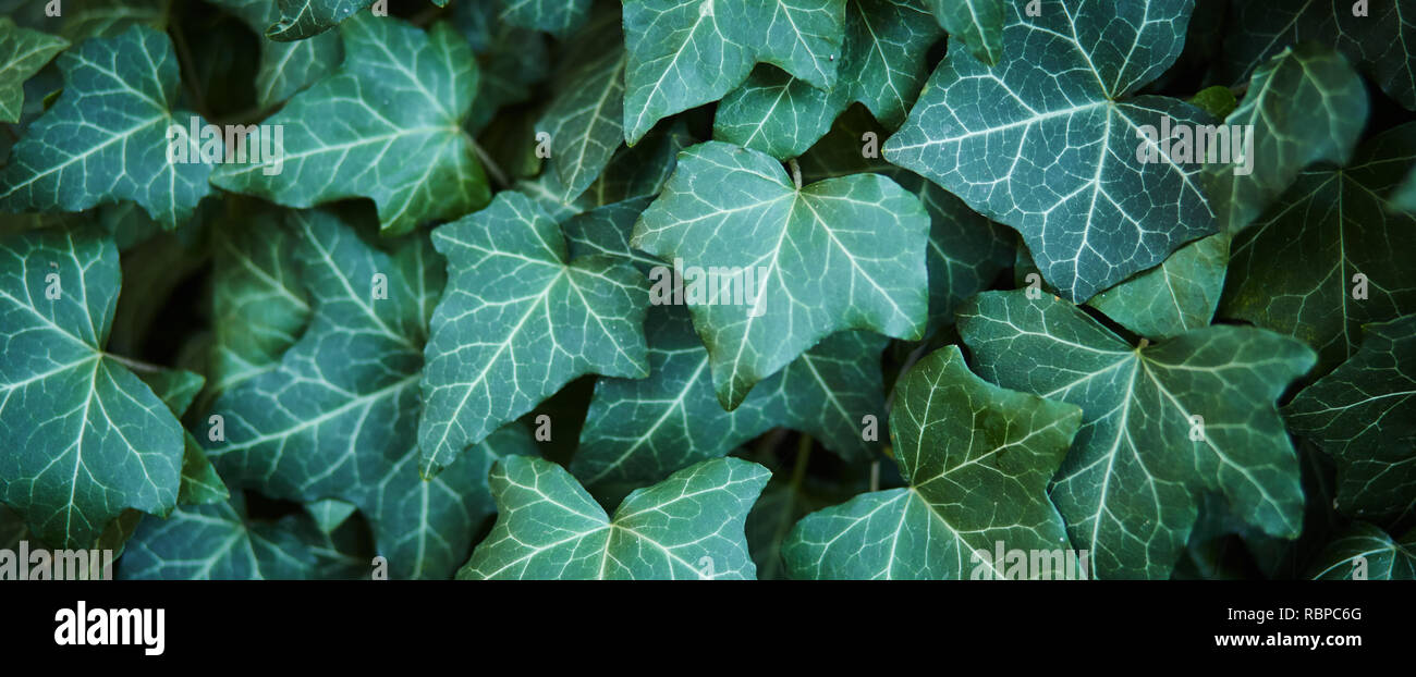 Ivy close hi-res stock photography and images - Alamy