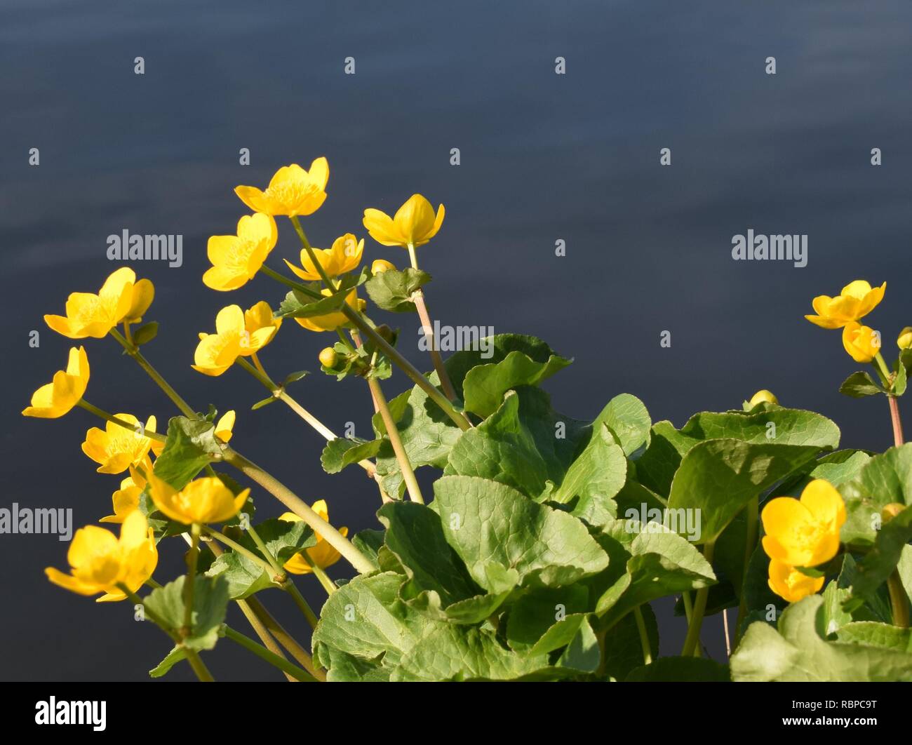 Bunch of buttercups hi-res stock photography and images - Alamy