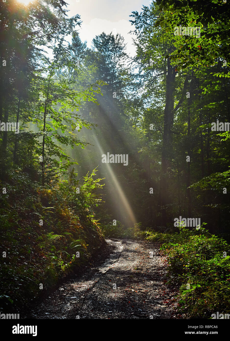 Sun and forest view hi-res stock photography and images - Alamy