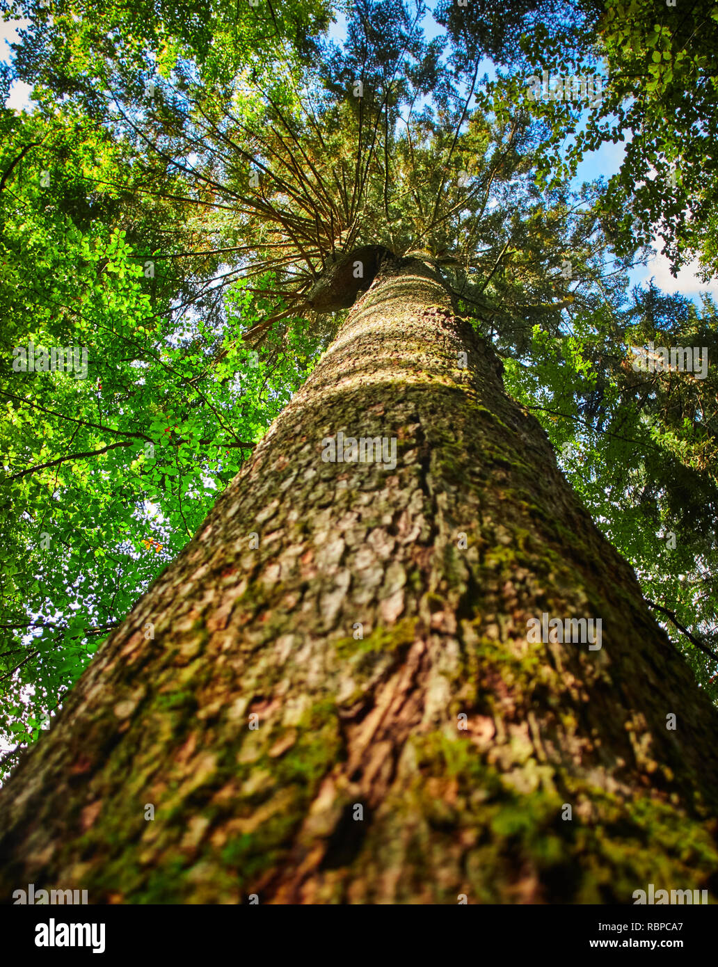 Old tall big tree hi-res stock photography and images - Alamy