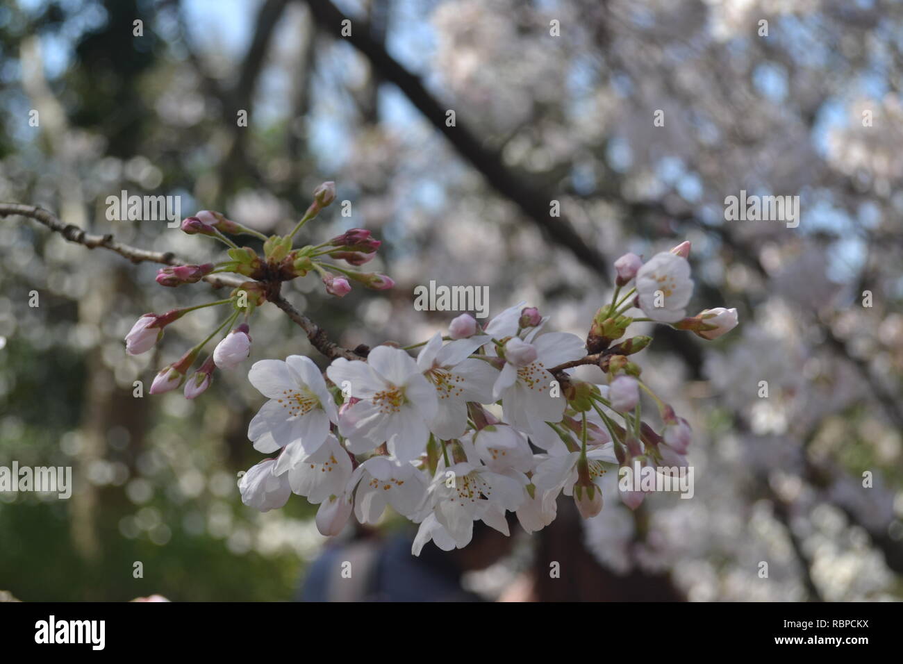 Cherry Blossom (Sakura) flowers in Japan Stock Photo - Alamy