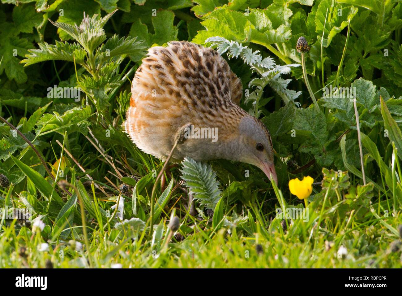 Corncrake (Crex crex) calling at dawn on Machir Stock Photo - Alamy