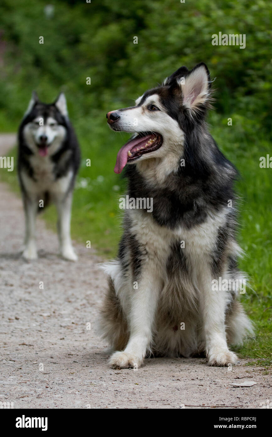 Malamute german shepherd dog hi-res stock photography and images - Alamy