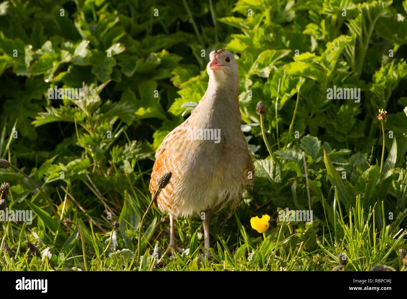 Scottish corncrake hi-res stock photography and images - Alamy