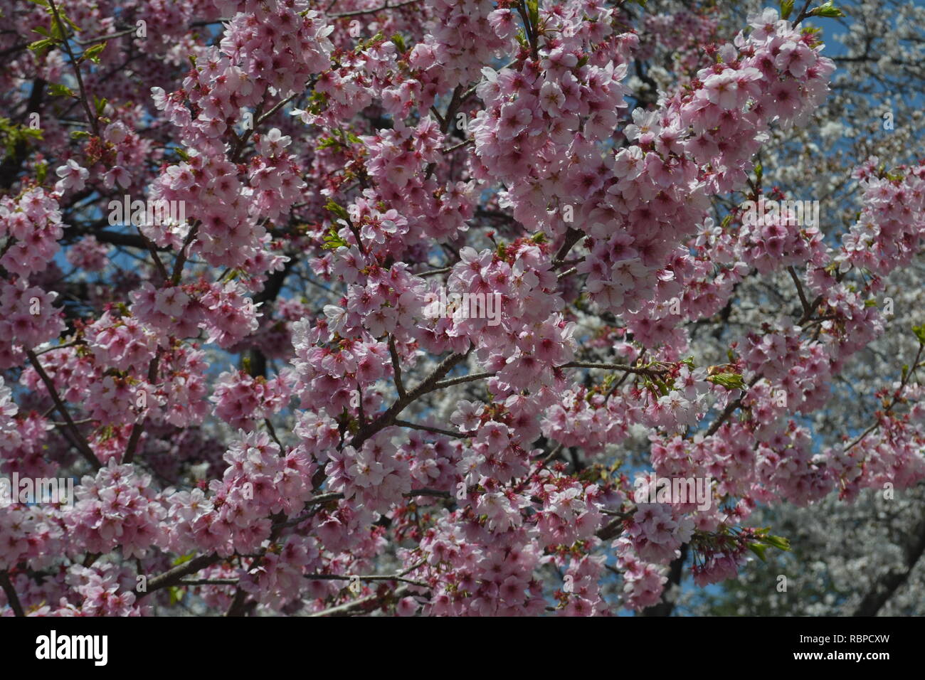 Flora of japan hi-res stock photography and images - Alamy