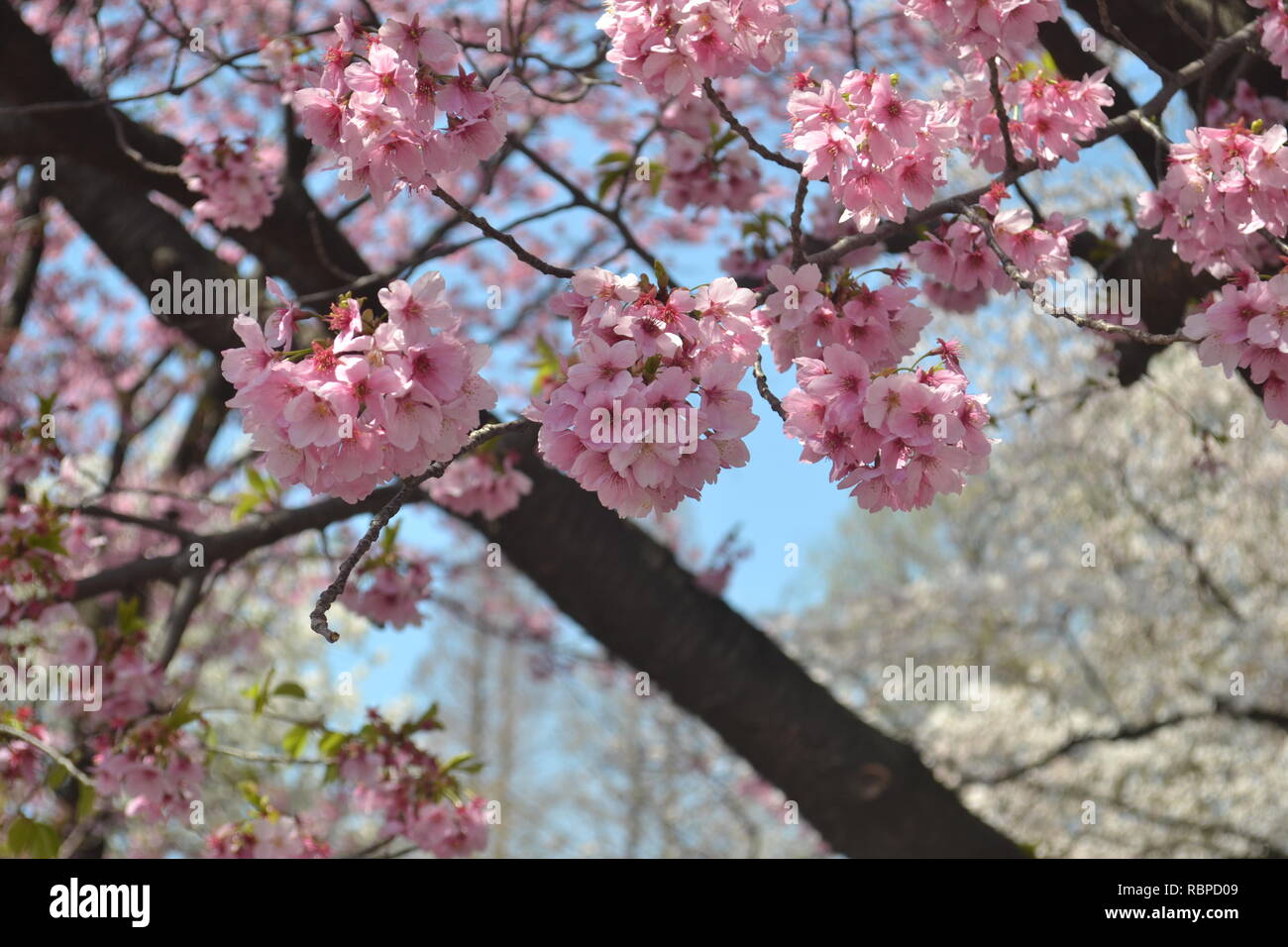 Cherry Blossom (Sakura) flowers in Japan Stock Photo - Alamy