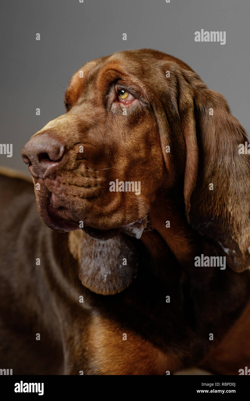 Blood hound hi-res stock photography and images - Alamy