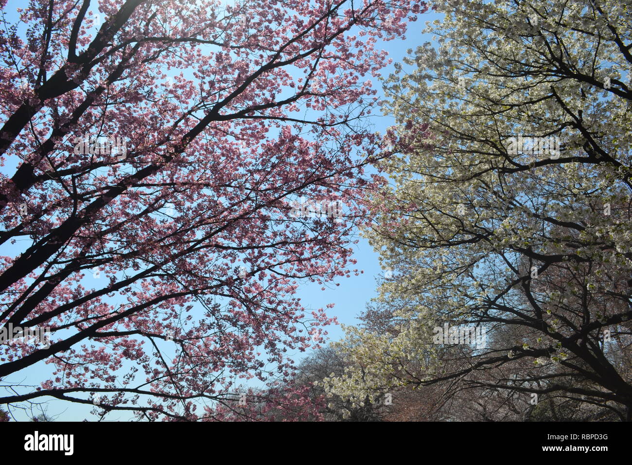 White flowers japan hi-res stock photography and images - Alamy
