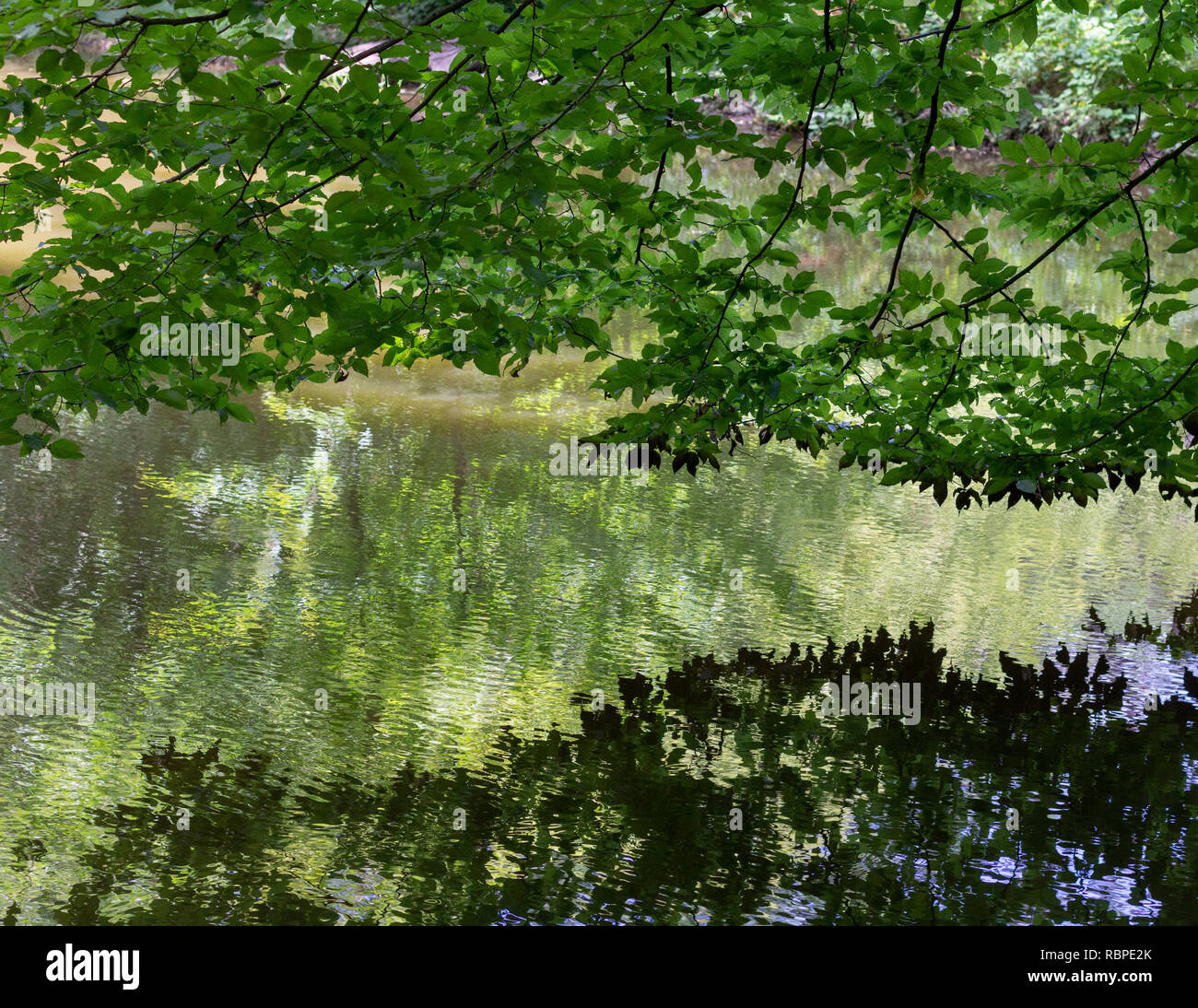Canopy of tree branches hi-res stock photography and images - Alamy