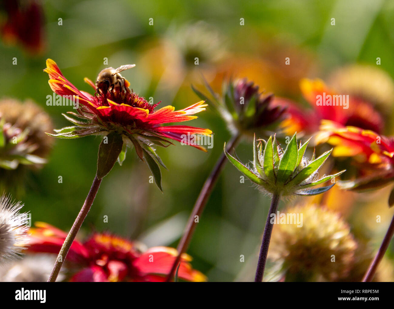 A fuzzy bee collects pollen on an orange and yellow daffodil Stock ...