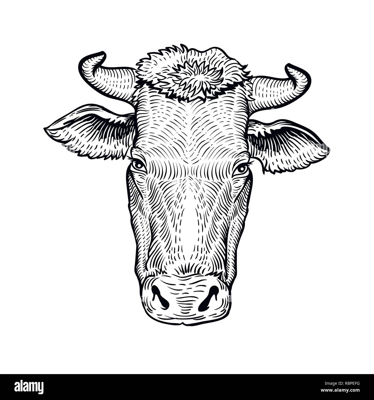 Cows head, in a graphic style hand drawn illustration. Cow isolated on ...