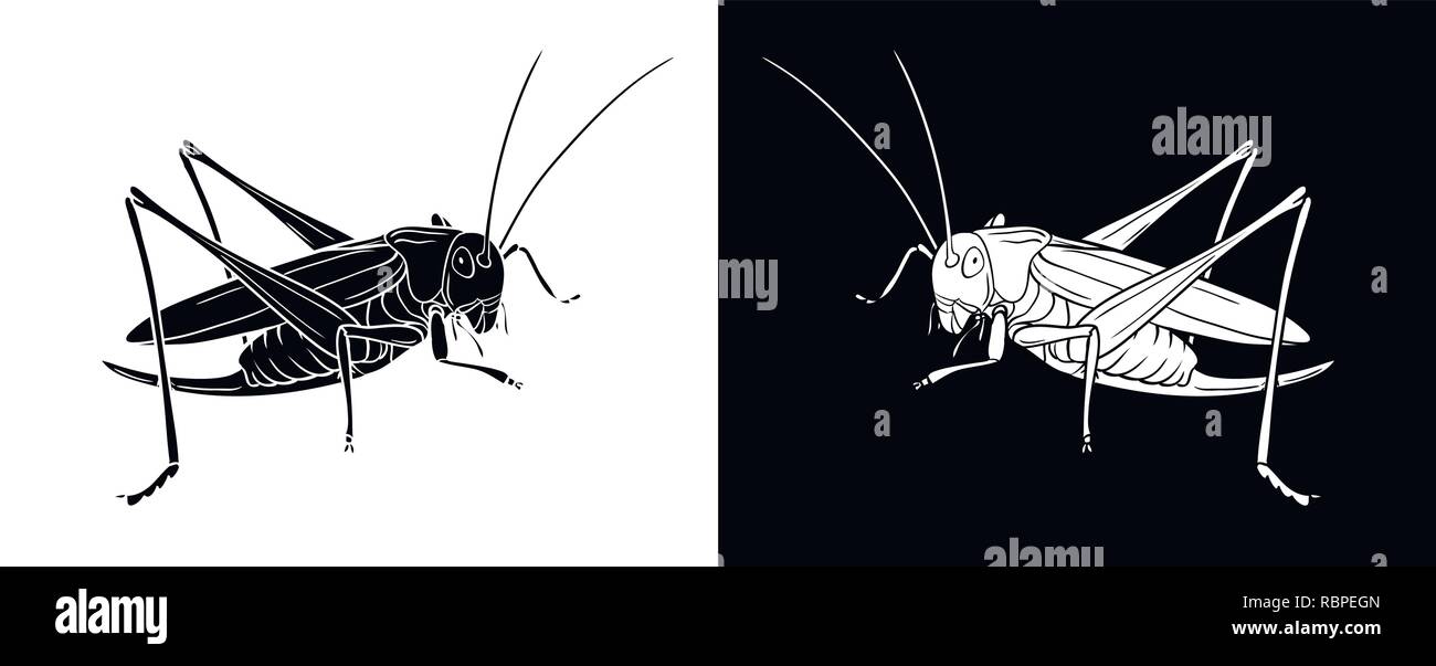 Grasshopper. Insect with flat design and line art black and white ...