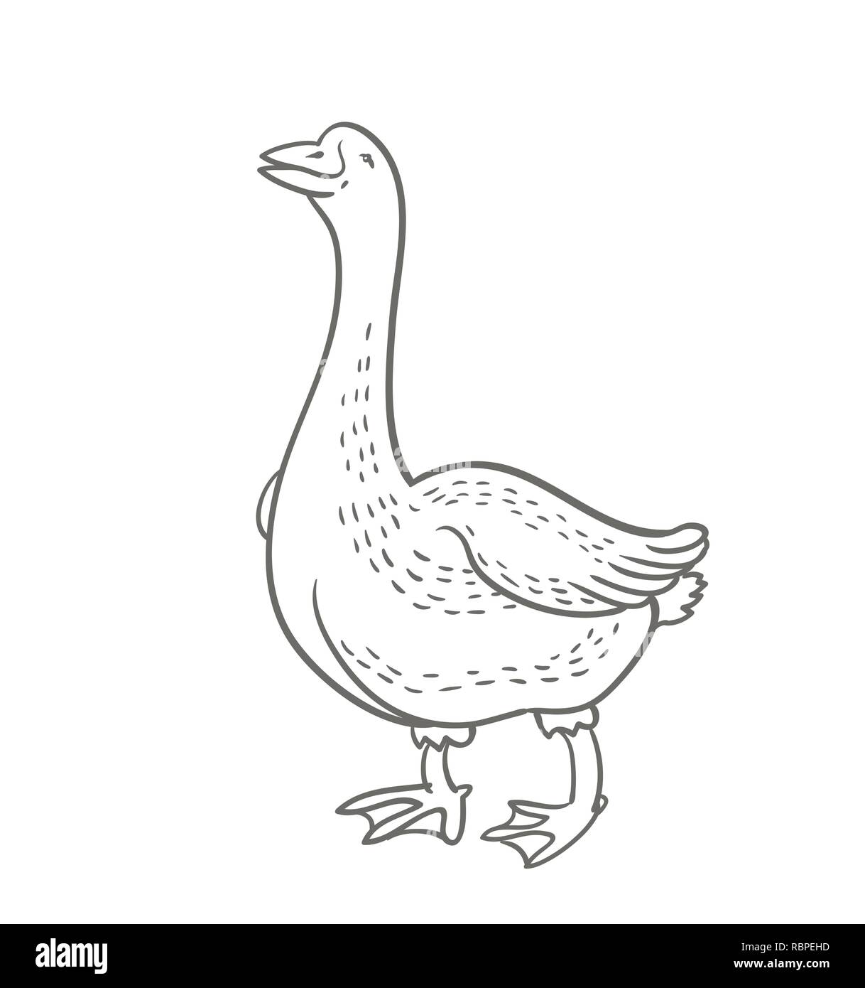 White Goose isolated on white background, goose hand drawn, vector ...