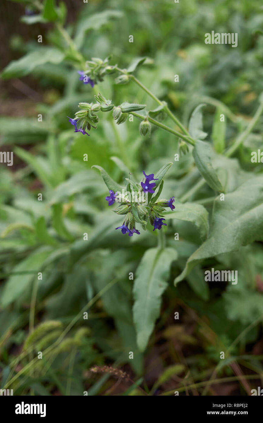 Anchusa officinalis in bloom Stock Photo - Alamy