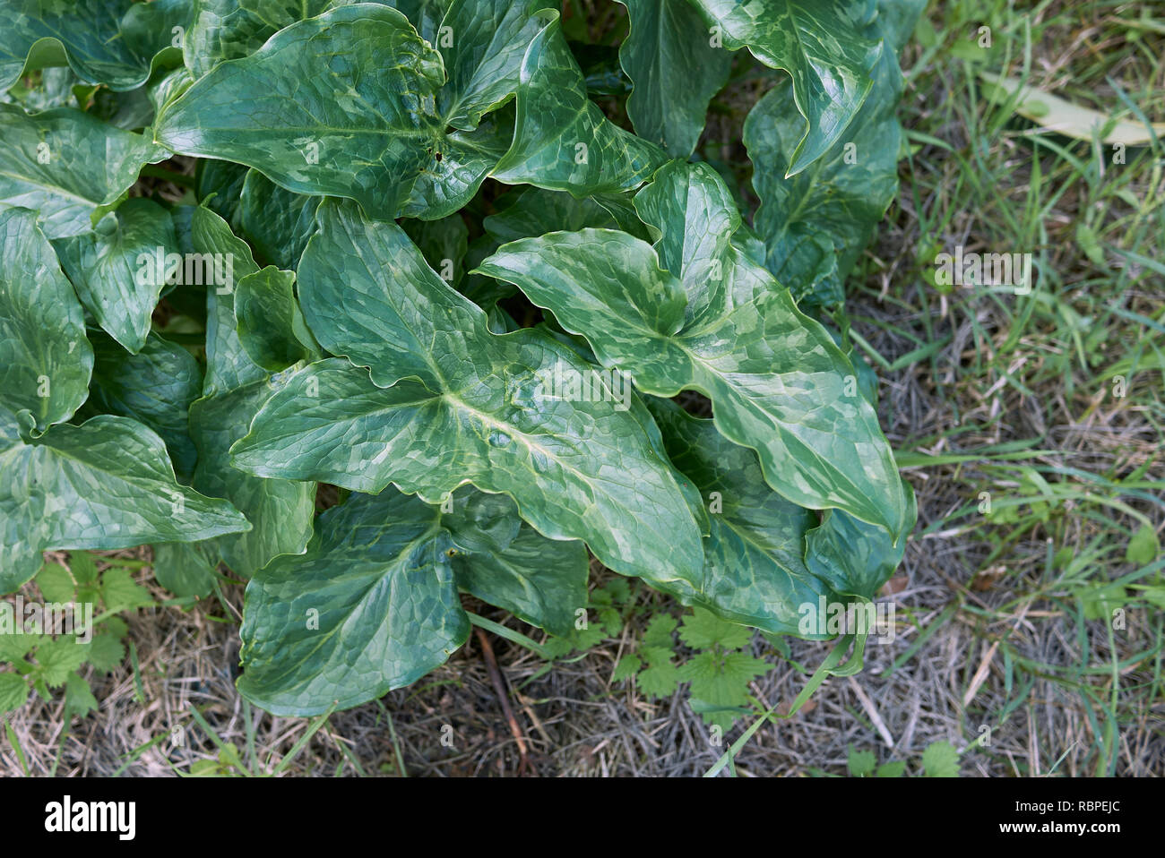 Variegated arum leaves hi-res stock photography and images - Alamy