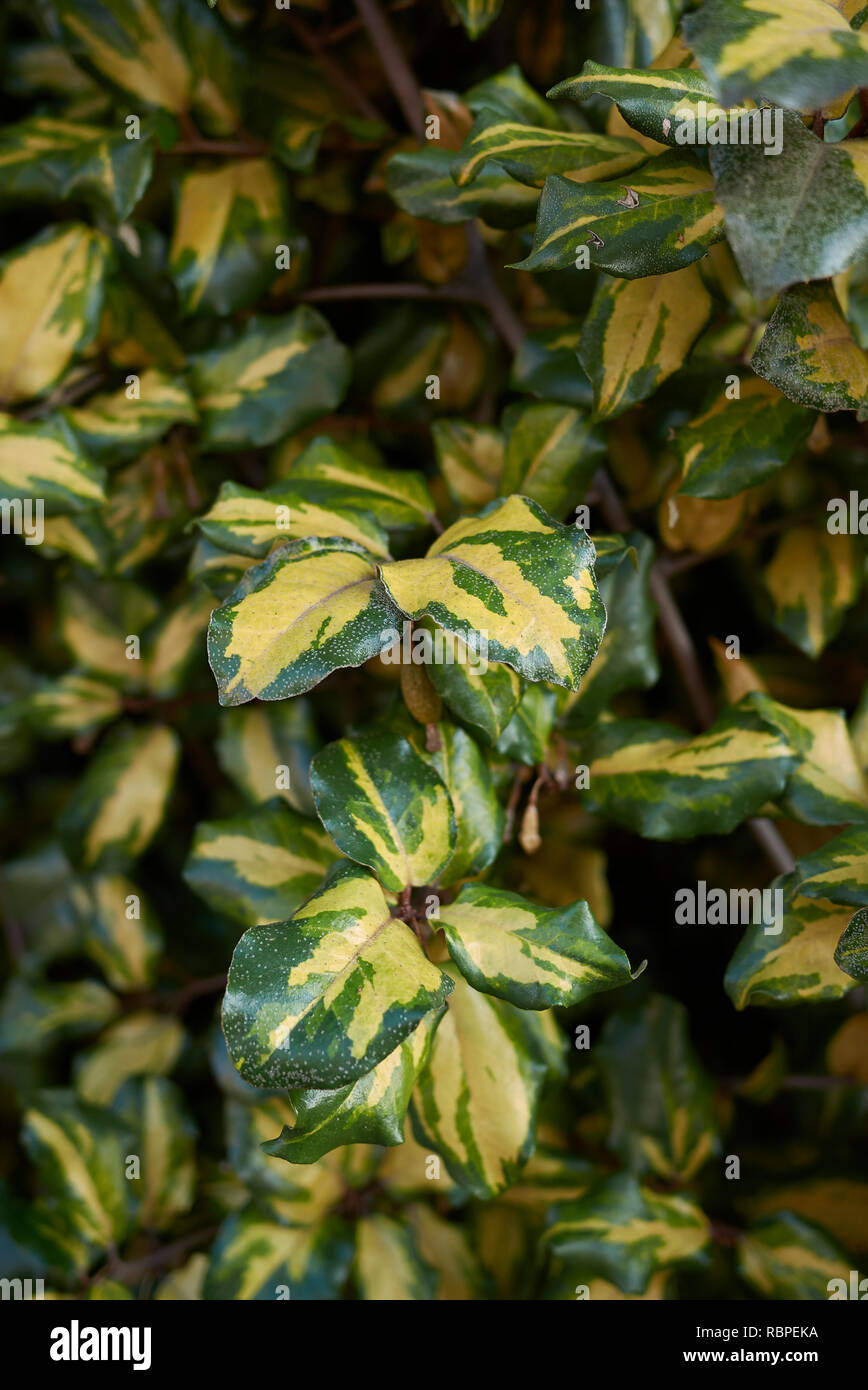 Elaeagnus pungens maculata variegated leaves Stock Photo - Alamy