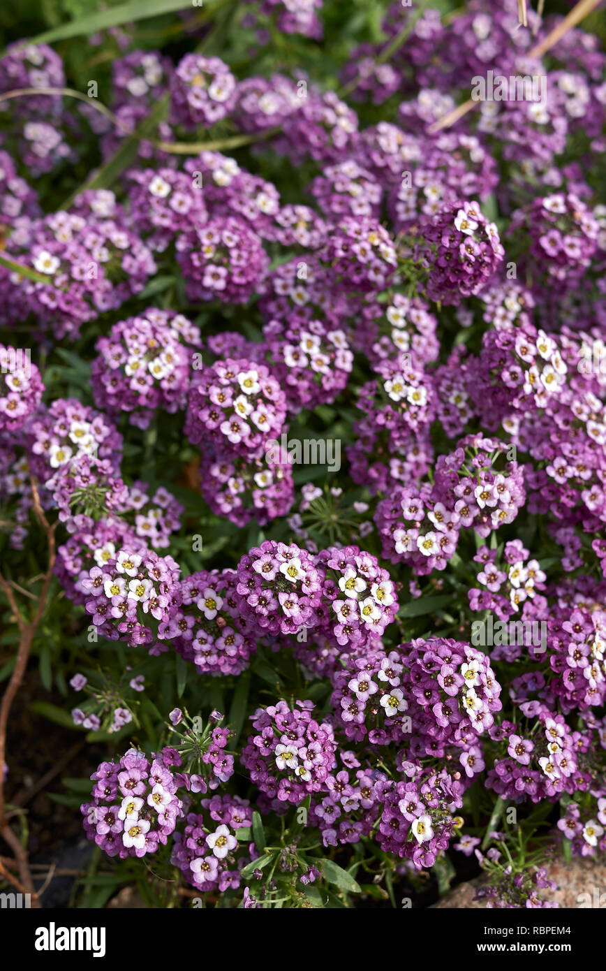 Purple alyssum flower hi-res stock photography and images - Alamy