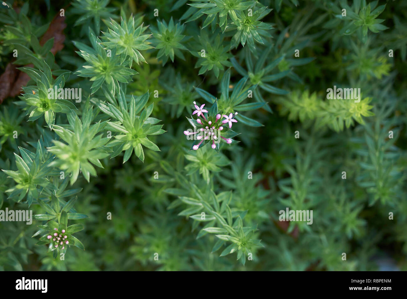 Phuopsis stylosa caucasian crosswort perennial hi-res stock photography ...