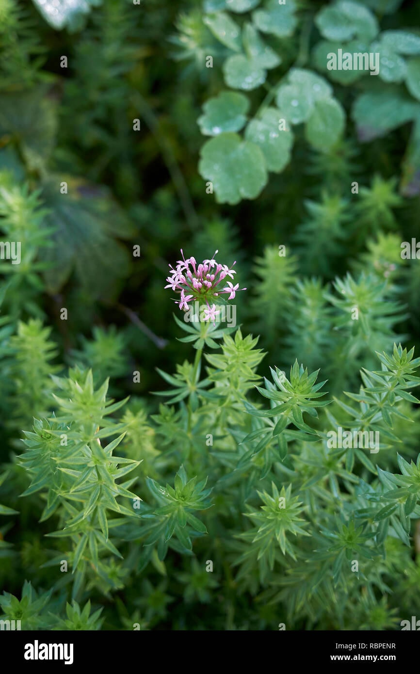 Phuopsis stylosa hi-res stock photography and images - Alamy