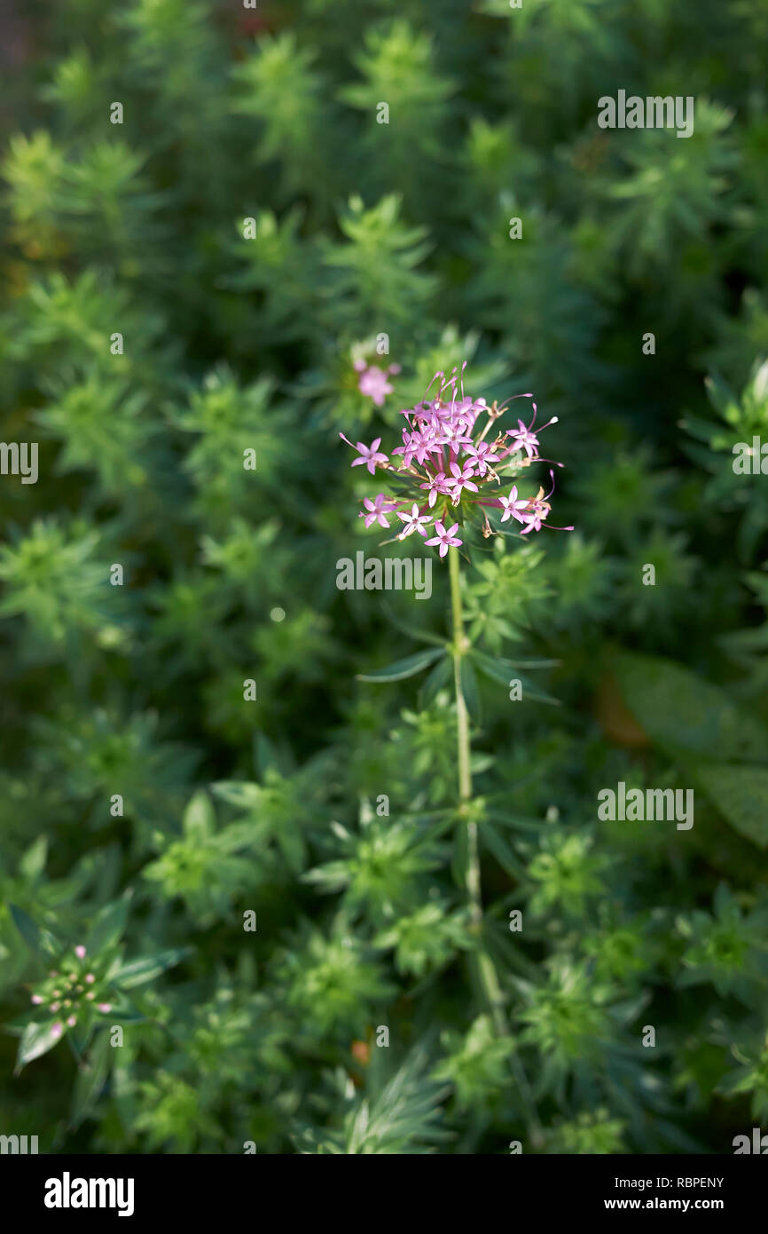Phuopsis stylosa caucasian crosswort perennial hi-res stock photography ...
