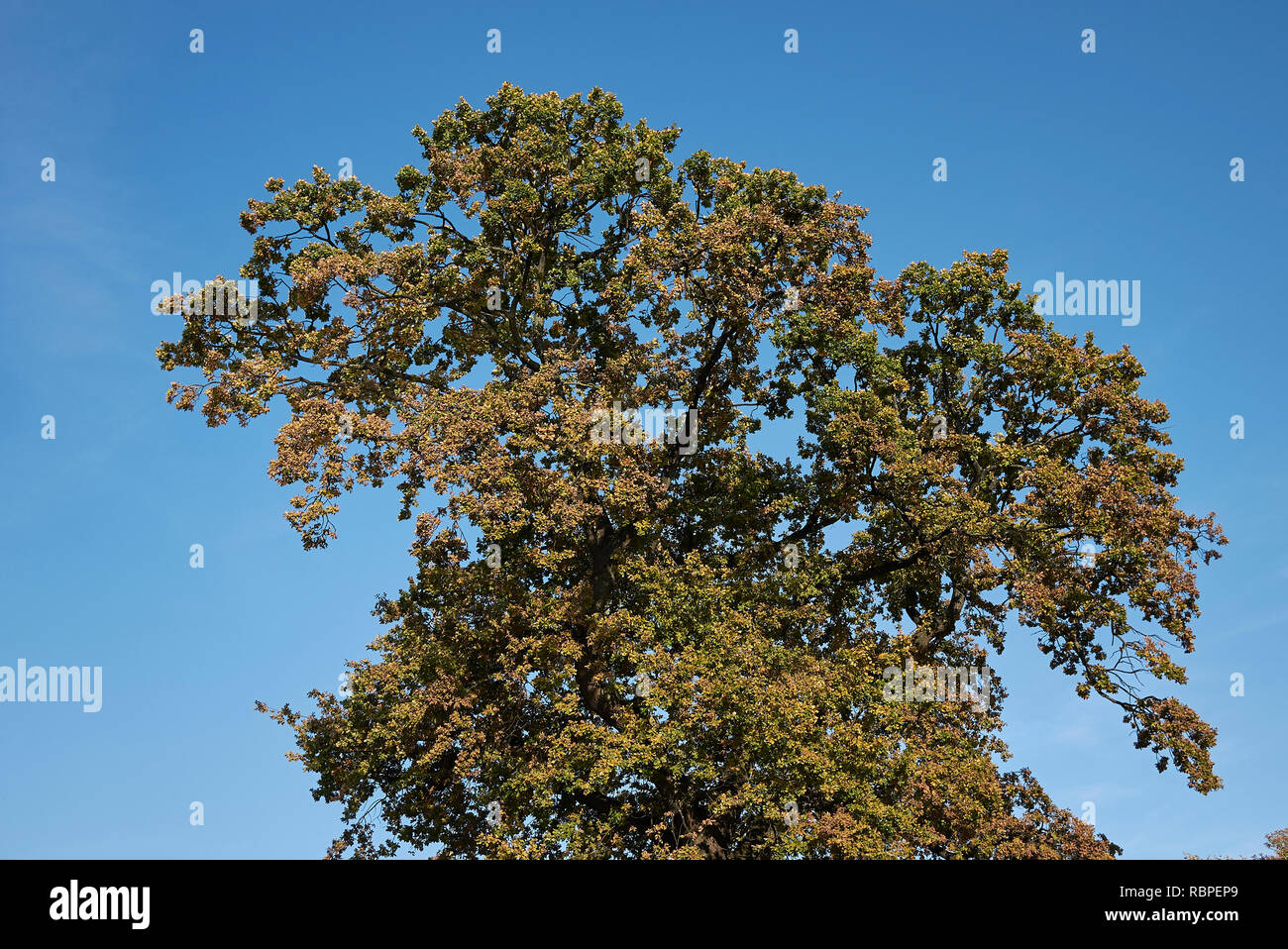 Quercus tree foliage in autumn Stock Photo - Alamy