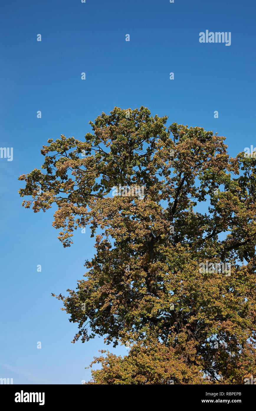 Quercus tree foliage in autumn Stock Photo - Alamy