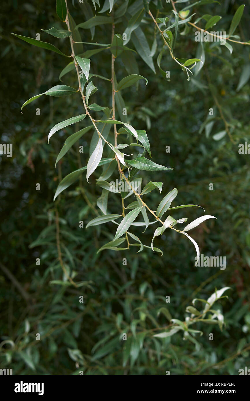Salix alba branch Stock Photo - Alamy