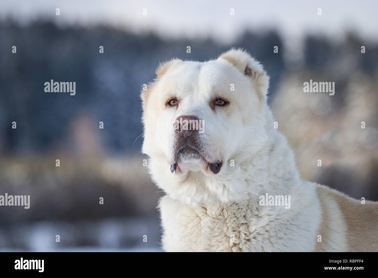 Dominant majestic Central Asian Ovcharka male in the snow Stock Photo ...