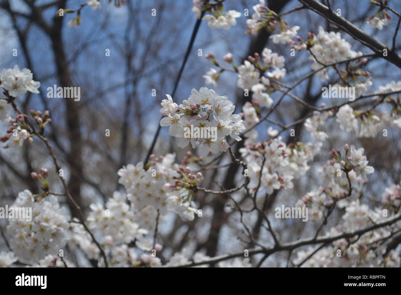 Cherry Blossom (Sakura) flowers in Japan Stock Photo - Alamy