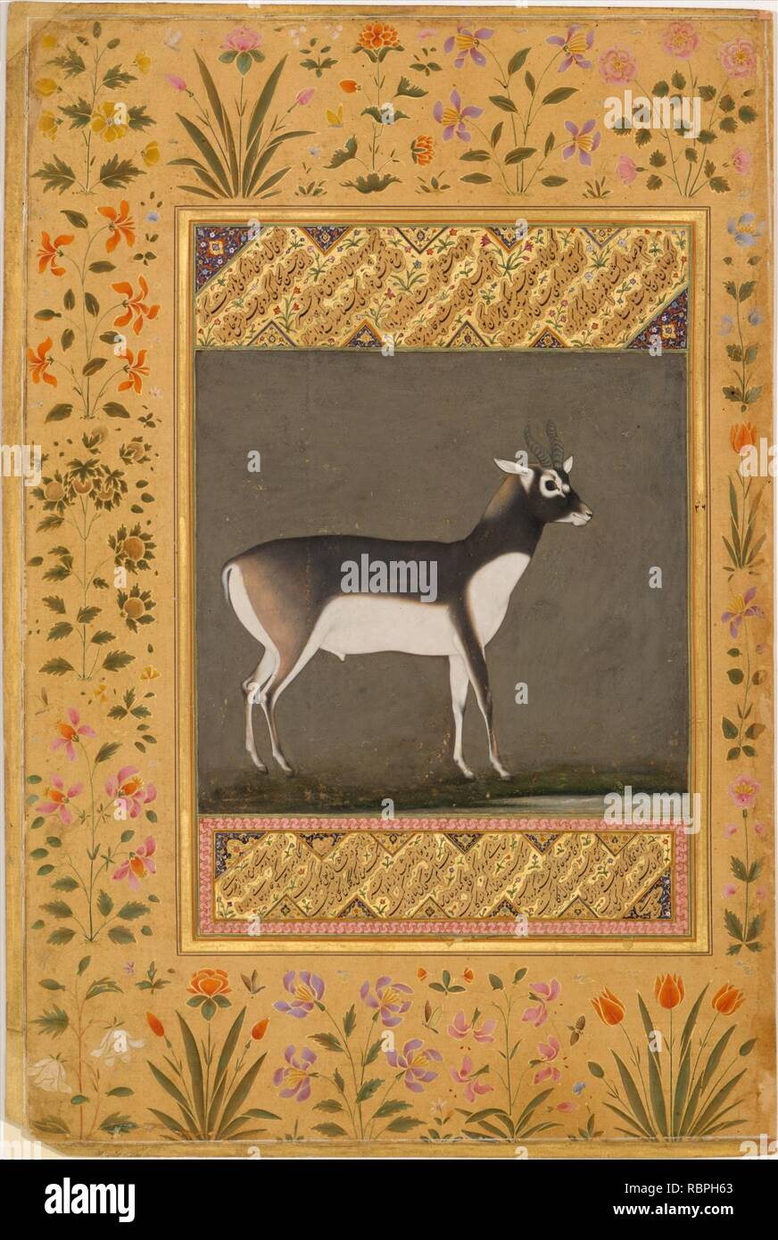 ‘Black Buck‘, Folio from the Shah Jahan Album Stock Photo - Alamy