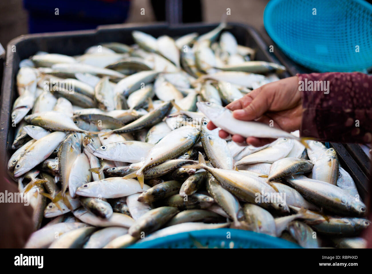 Langkawi malaysian asia fish hi-res stock photography and images - Alamy