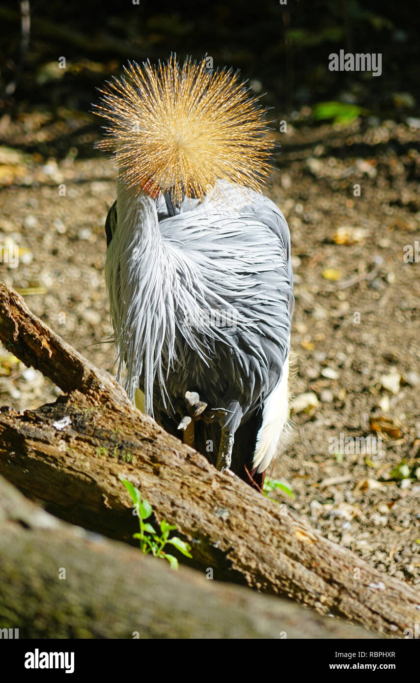 A grey crowned crane bird (Balearica regulorum) with a crest on its ...