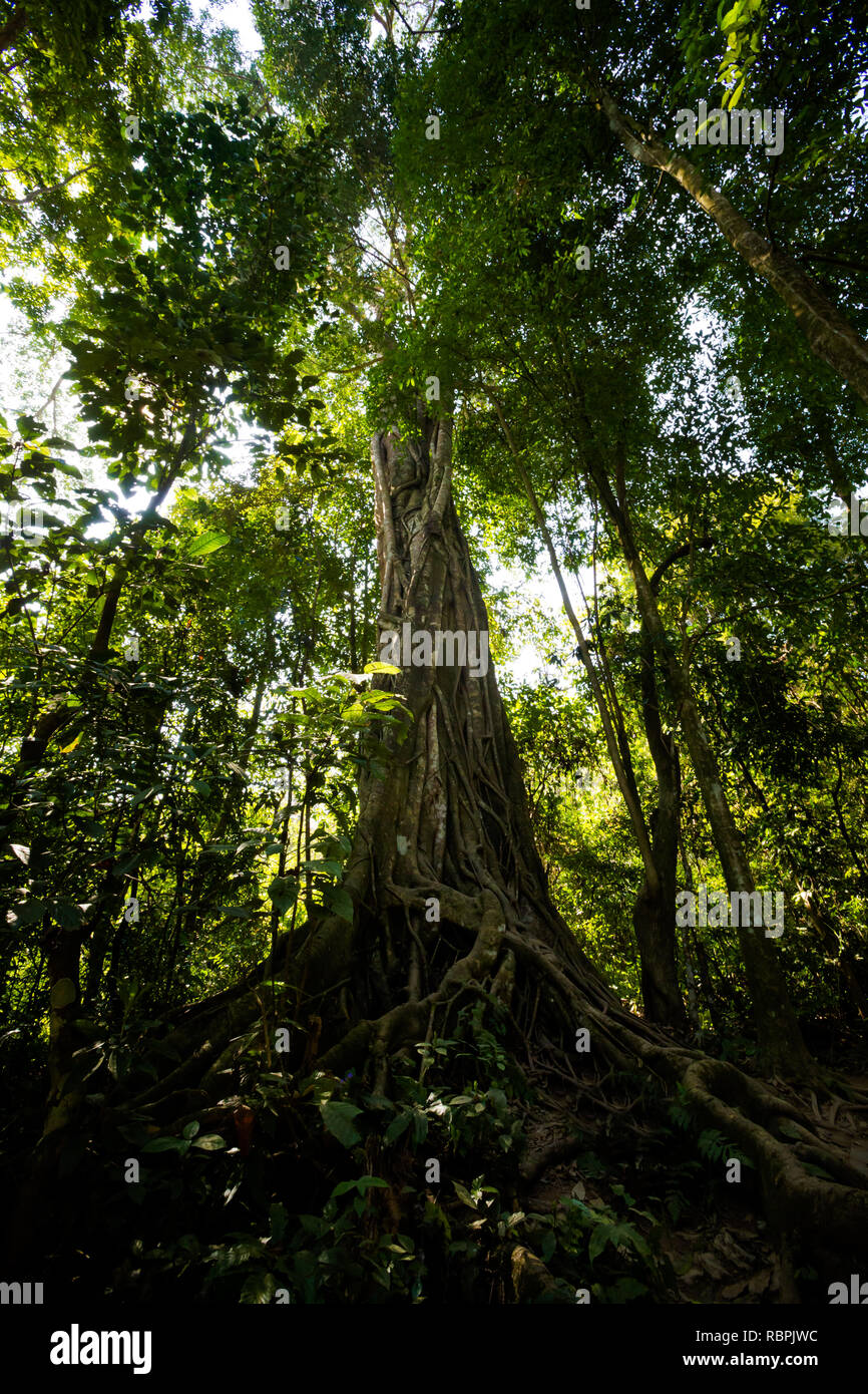 Giant tree around amazing Kuang Si waterfall near touristic Luang ...