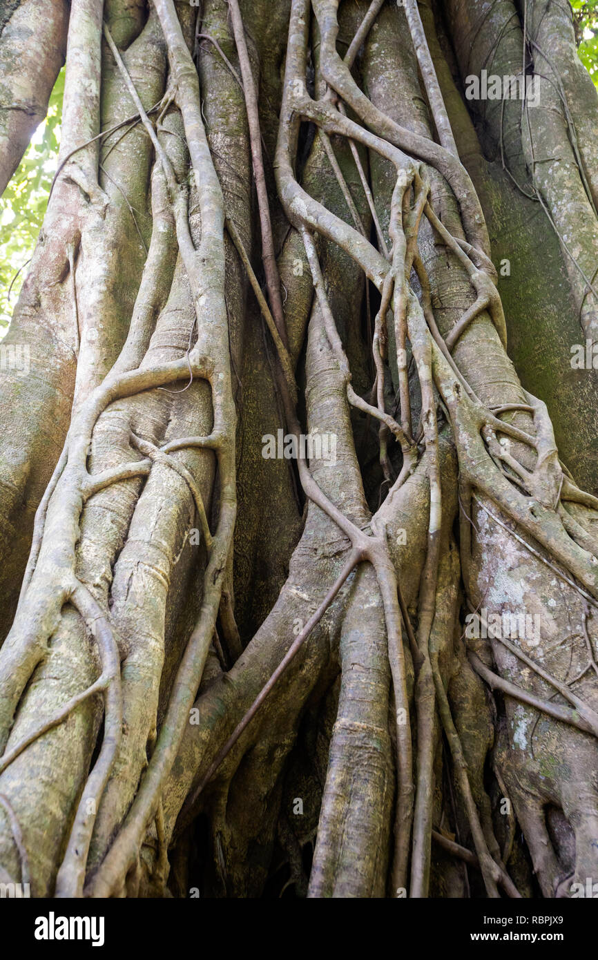 Giant tree around amazing Kuang Si waterfall near touristic Luang ...