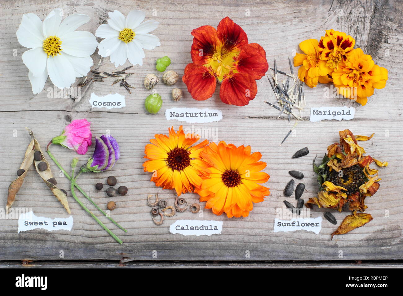 Collecting and saving sunflower seeds hi-res stock photography and ...