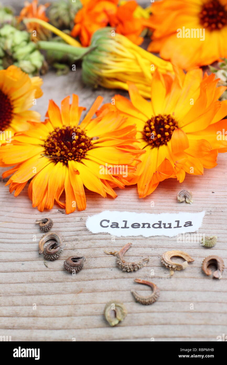 Saving calendula seed hi-res stock photography and images - Alamy
