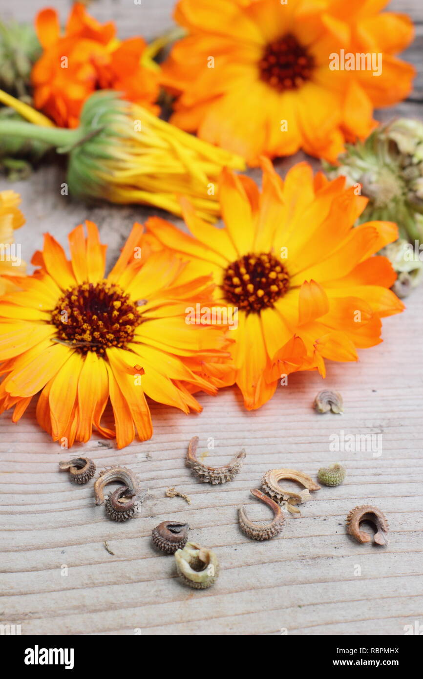 Calendula top view hi-res stock photography and images - Alamy