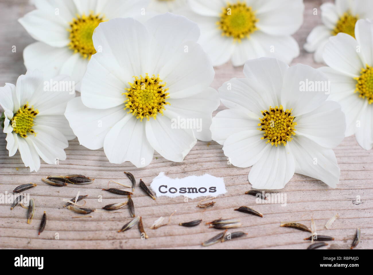 Cosmos, Saved cosmos seeds with flower heads, UK Stock Photo - Alamy