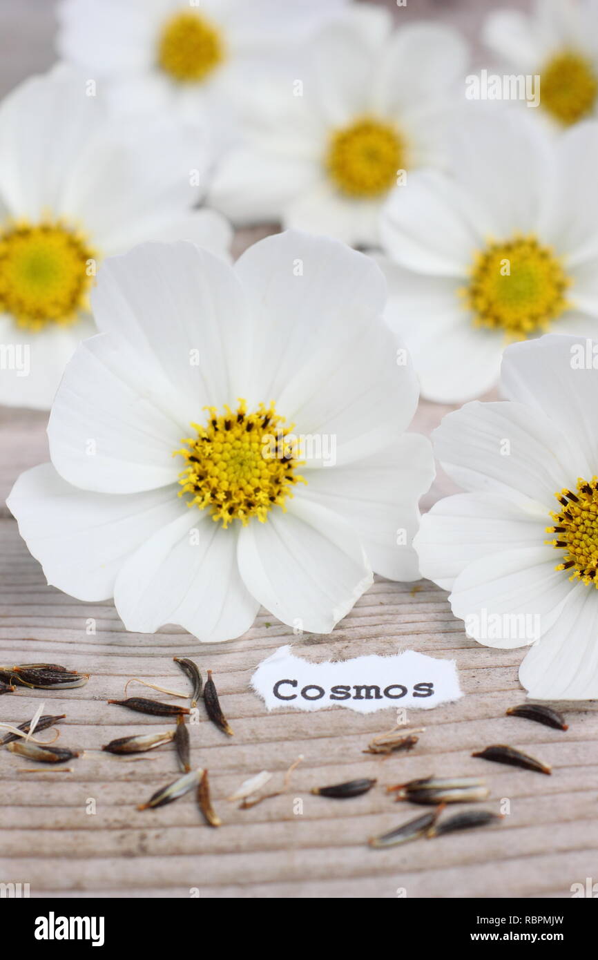 Cosmos, Saved cosmos seeds with flower heads, UK Stock Photo - Alamy