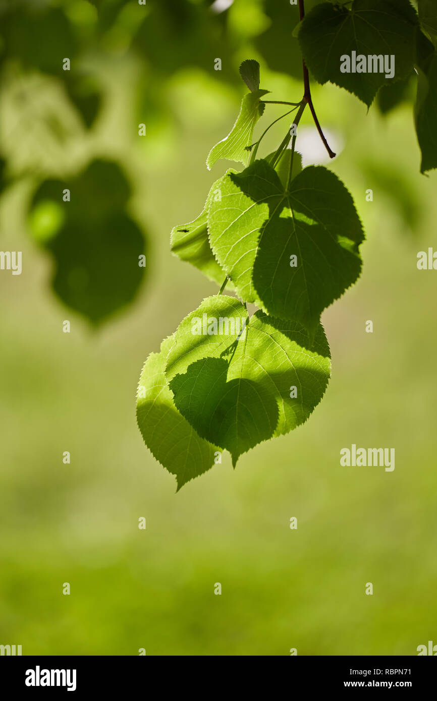 The tilia tree hi-res stock photography and images - Alamy