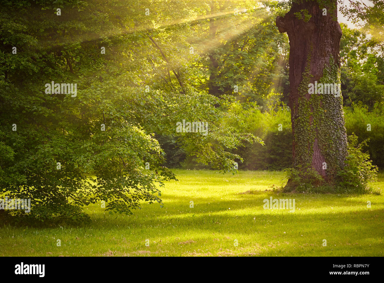 Big oak tree trunk in the park with sunlight and sunbeam Stock Photo ...