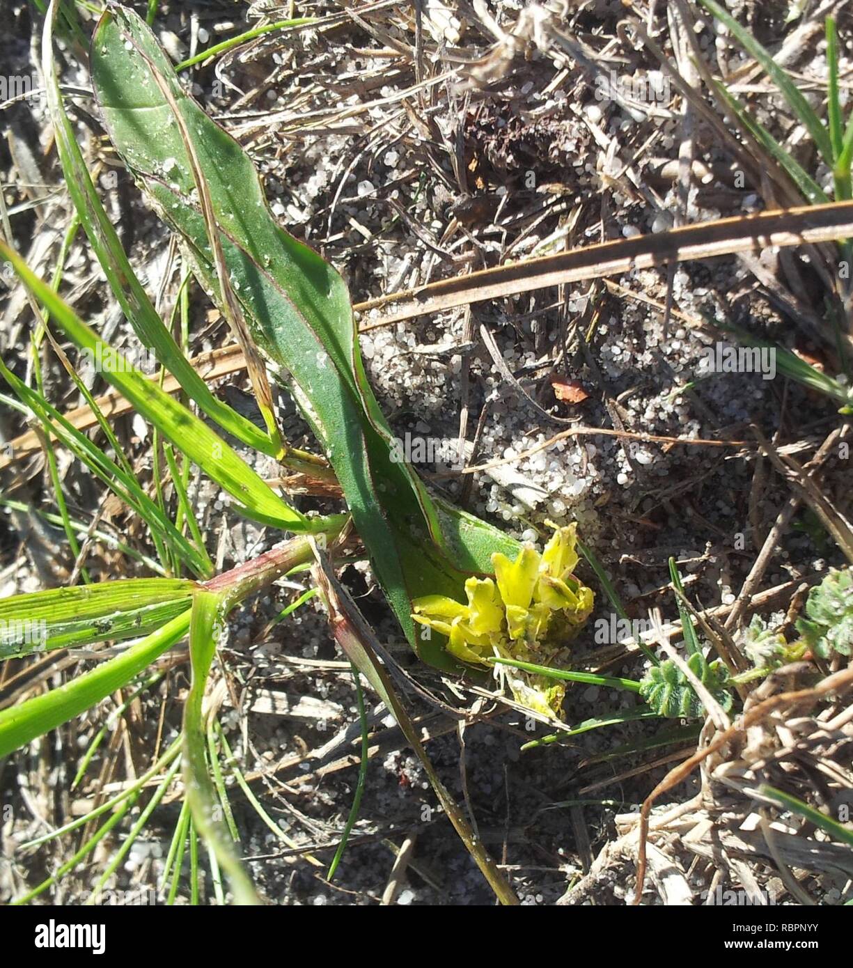 Lachenalia reflexa hi-res stock photography and images - Alamy
