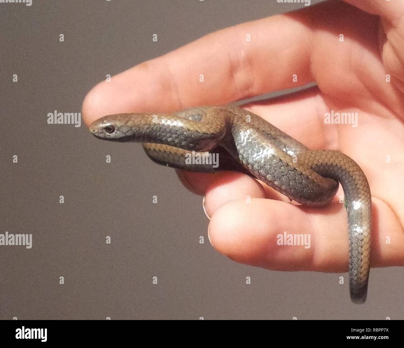 Darjeeling town photo hi-res stock photography and images - Alamy