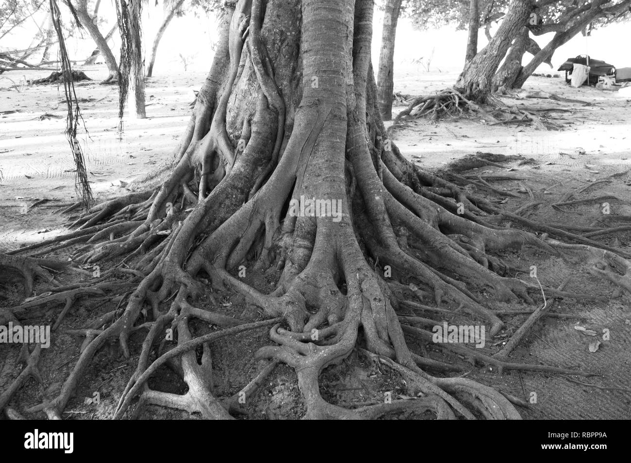 Root in rock Black and White Stock Photos & Images - Alamy